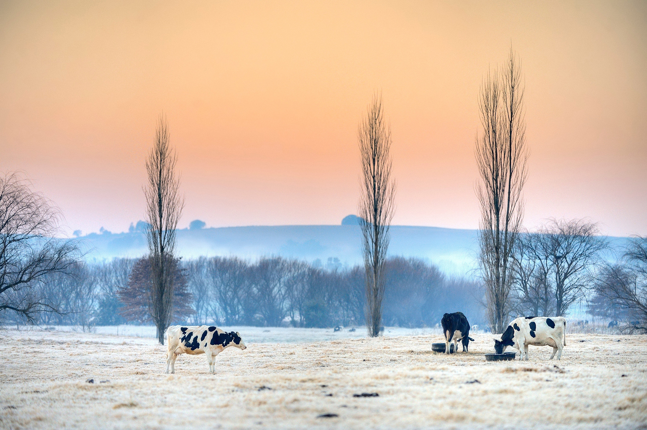 Actualité Le pâturage hivernal, c’est quoi ? 🐄🍃 | epagri